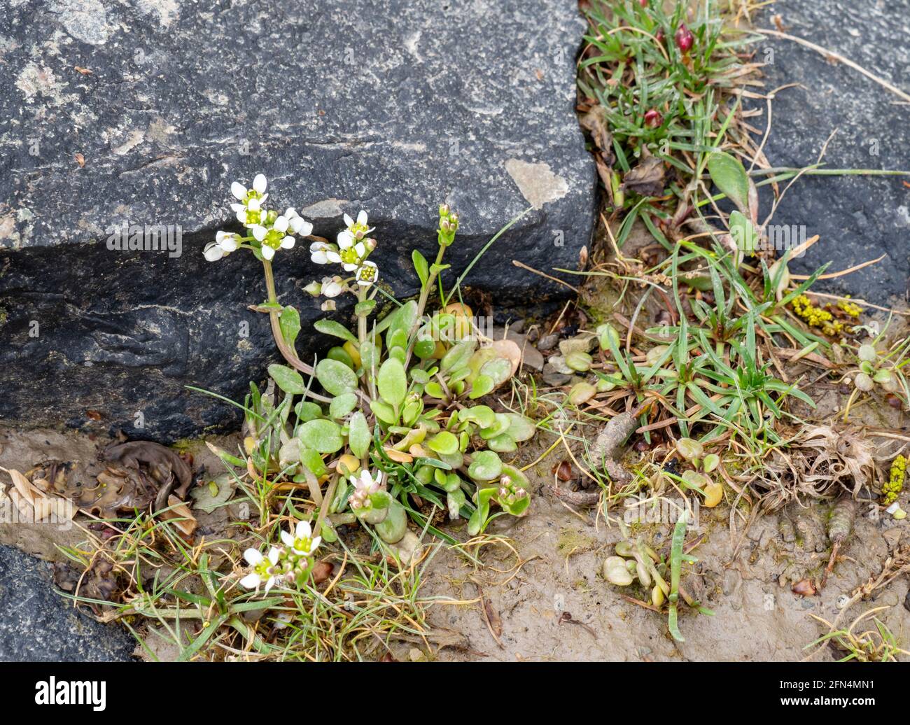 English Scurvygrass aka Cochlearia anglica on the Devon Coast Stock ...