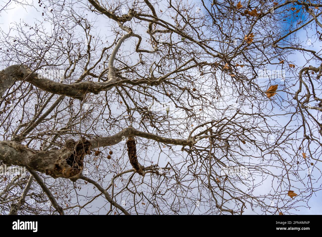 Branches of plane trees - Platanus - in winter time Stock Photo - Alamy