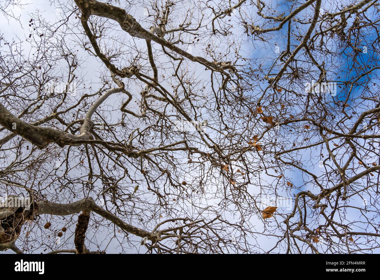 Branches of plane trees - Platanus - in winter time Stock Photo - Alamy