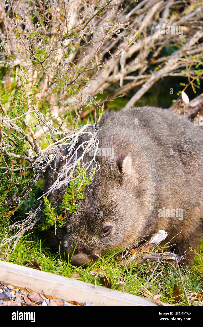Australia Lake St Clair High Resolution Stock Photography and Images ...