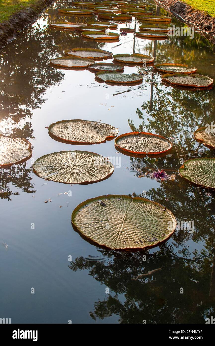 Victoria amazonica. Giant Water Lily close up Amazon Water lily leaves ...