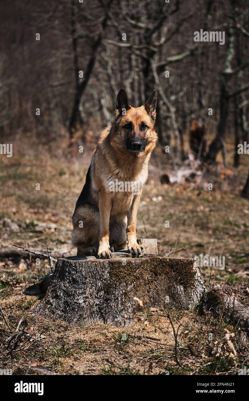 German Shepherd sits on tree stump in forest and looks away carefully ...