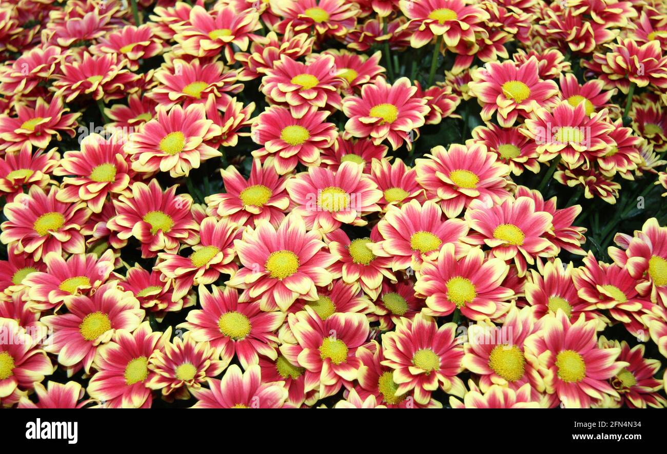 Orinoco people hi-res stock photography and images - Alamy