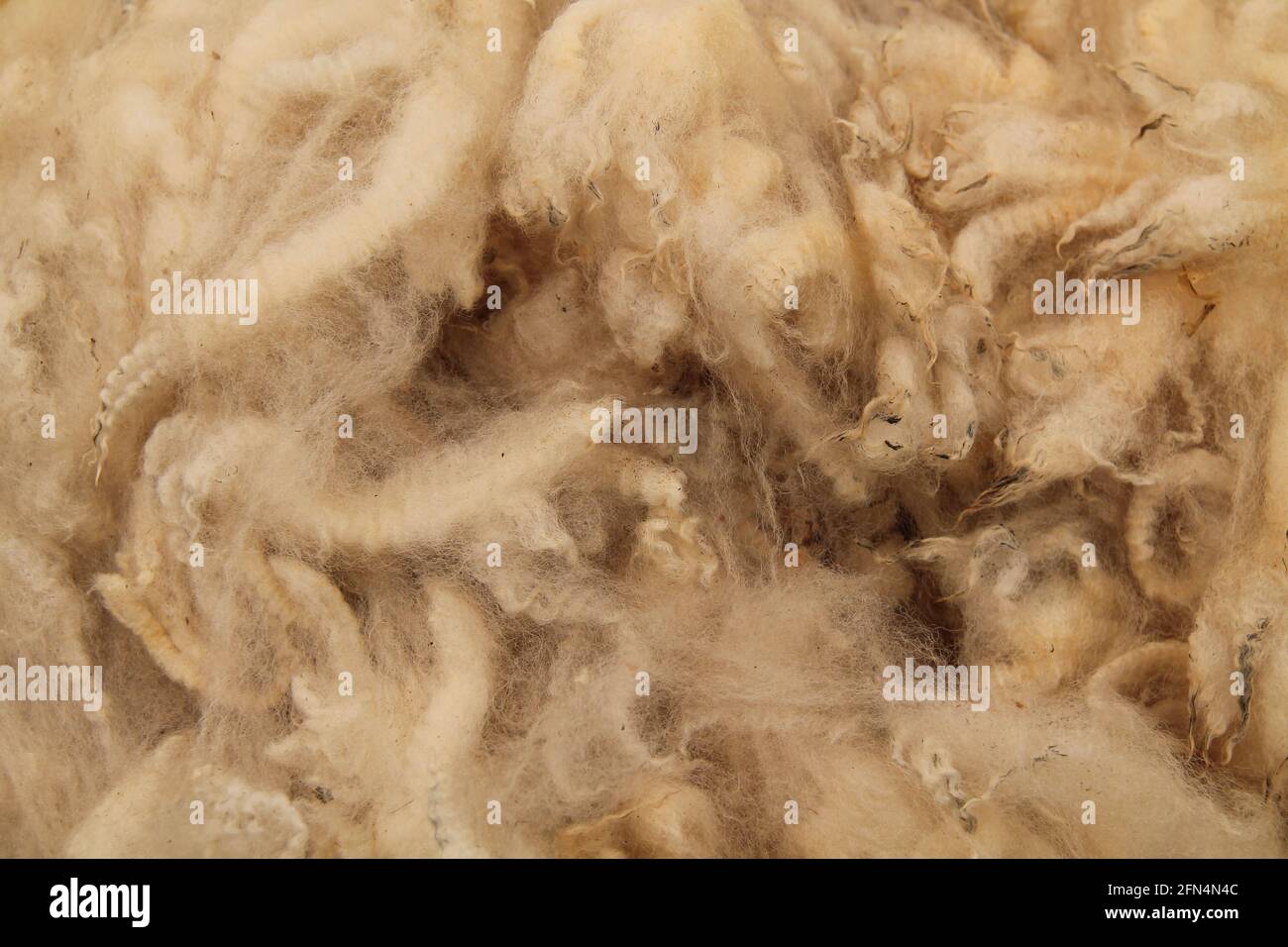 A Sheared Wool Fleece from a British Sheep Stock Photo - Alamy