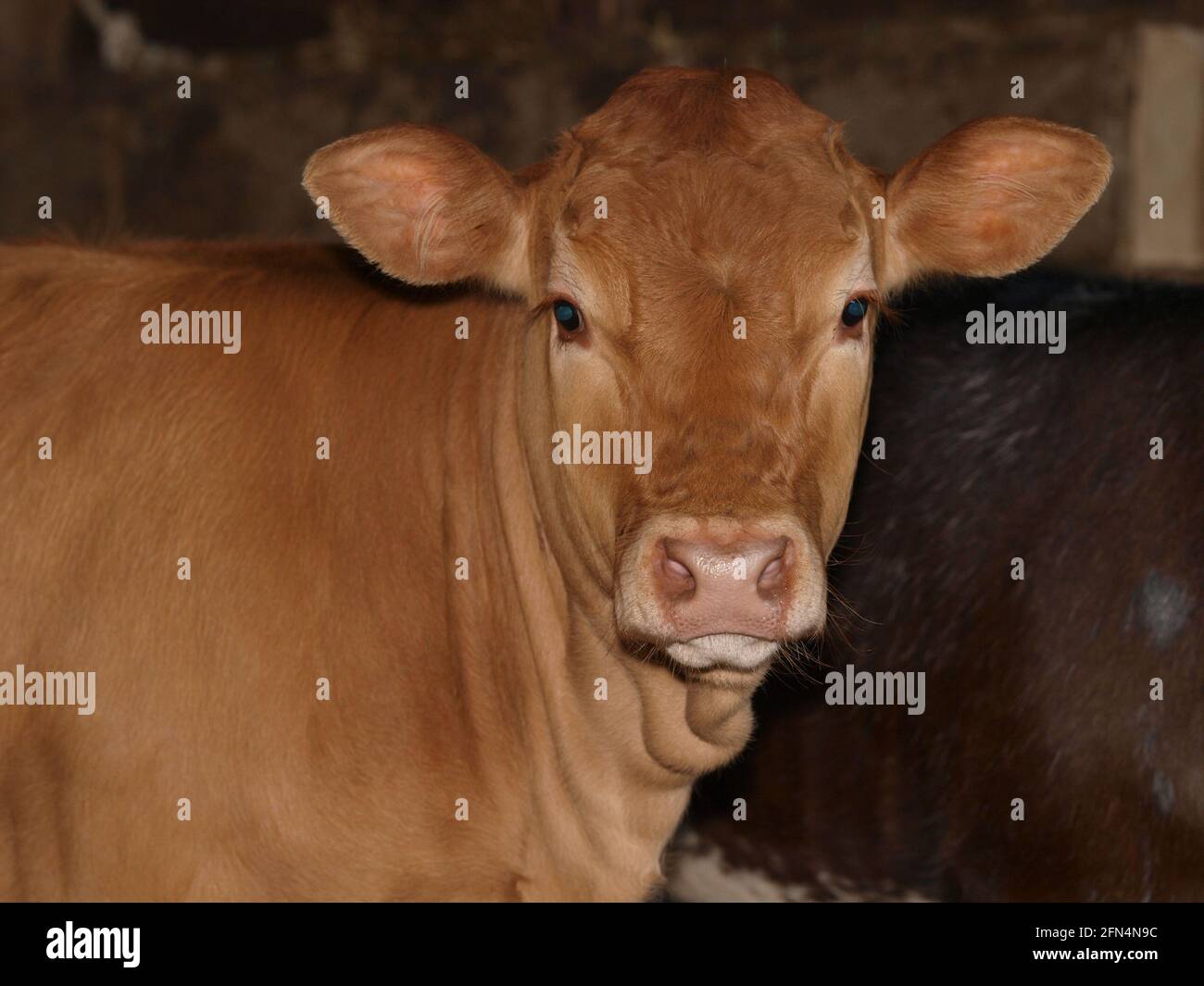 Pretty cow hi-res stock photography and images - Alamy