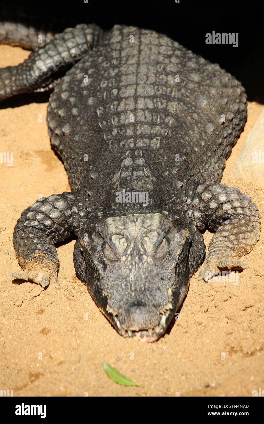 African dwarf croc hi-res stock photography and images - Alamy