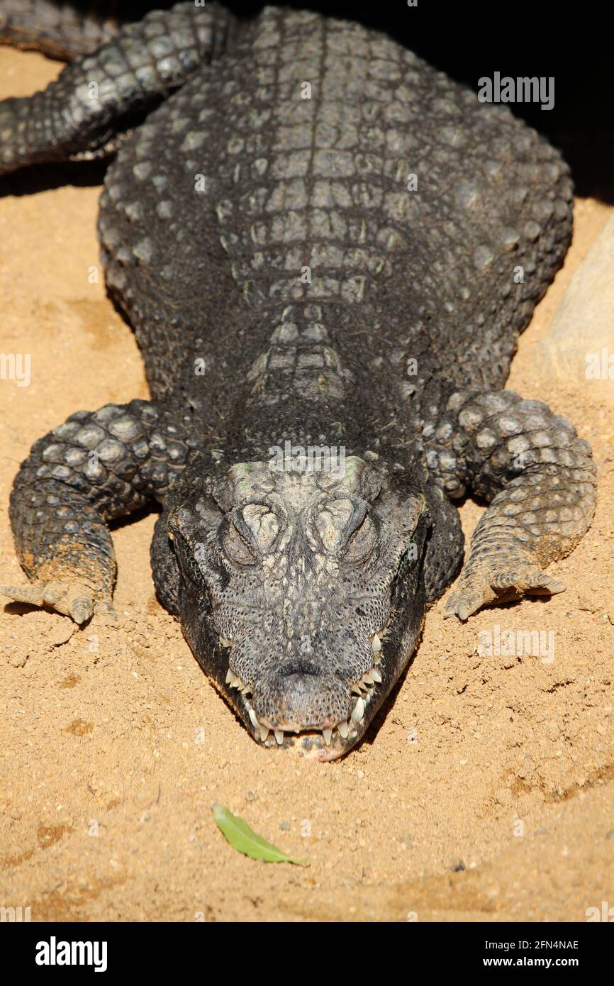 Dwarf crocodile (Osteolaemus tetraspis Stock Photo - Alamy