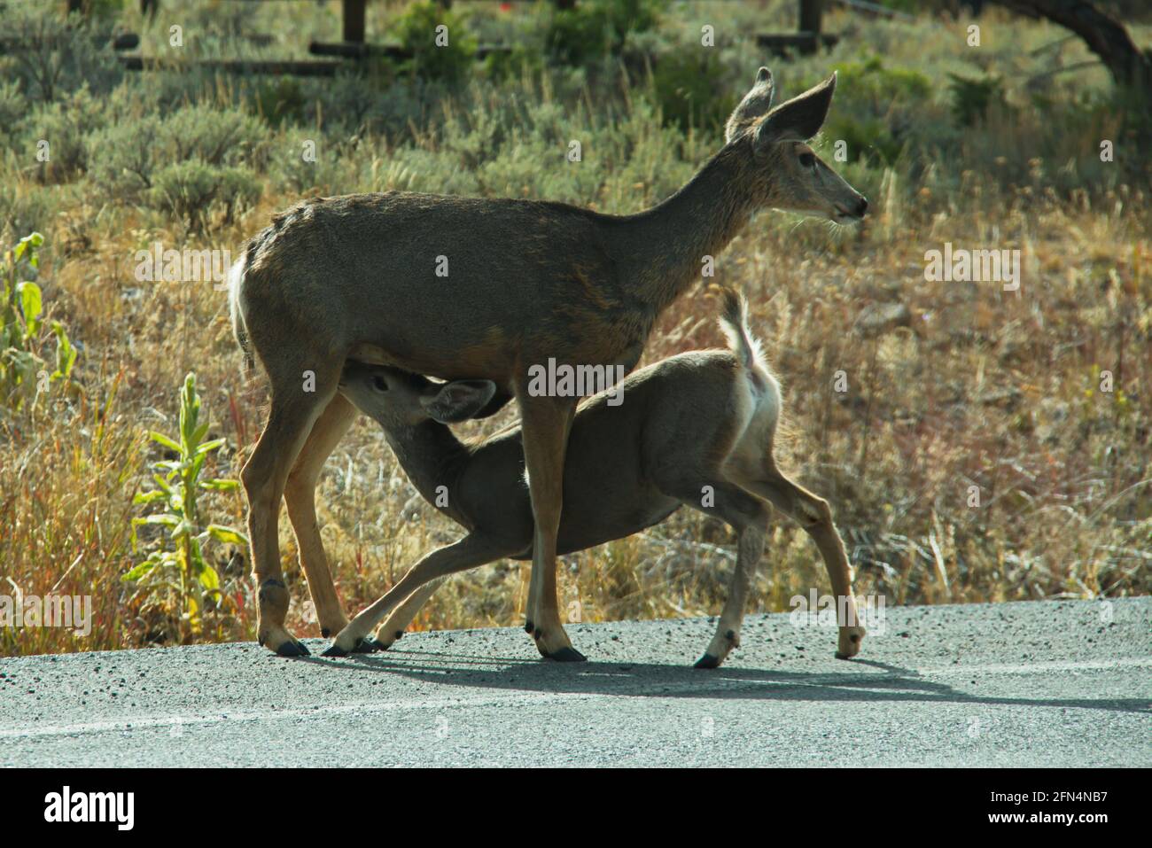 Fawn with cow on the road in Yellowstone National Park in Wyoming in ...