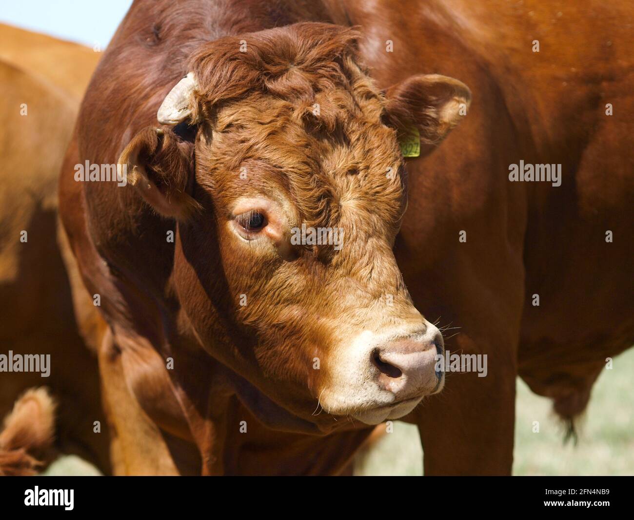 A head shot of a rare breed bull in a summer paddock Stock Photo - Alamy