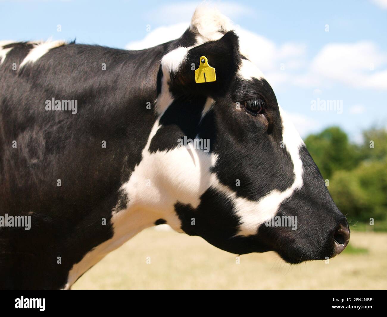 A head shot of a rare breed cow in a summer paddock Stock Photo - Alamy