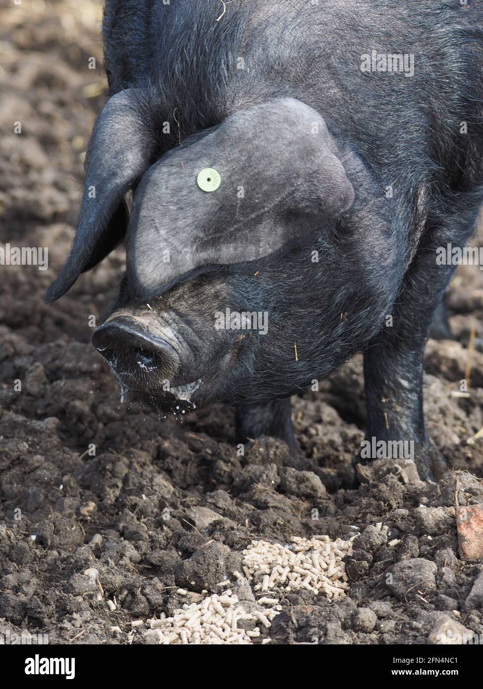 Suffolk black pig headshot hi-res stock photography and images - Alamy
