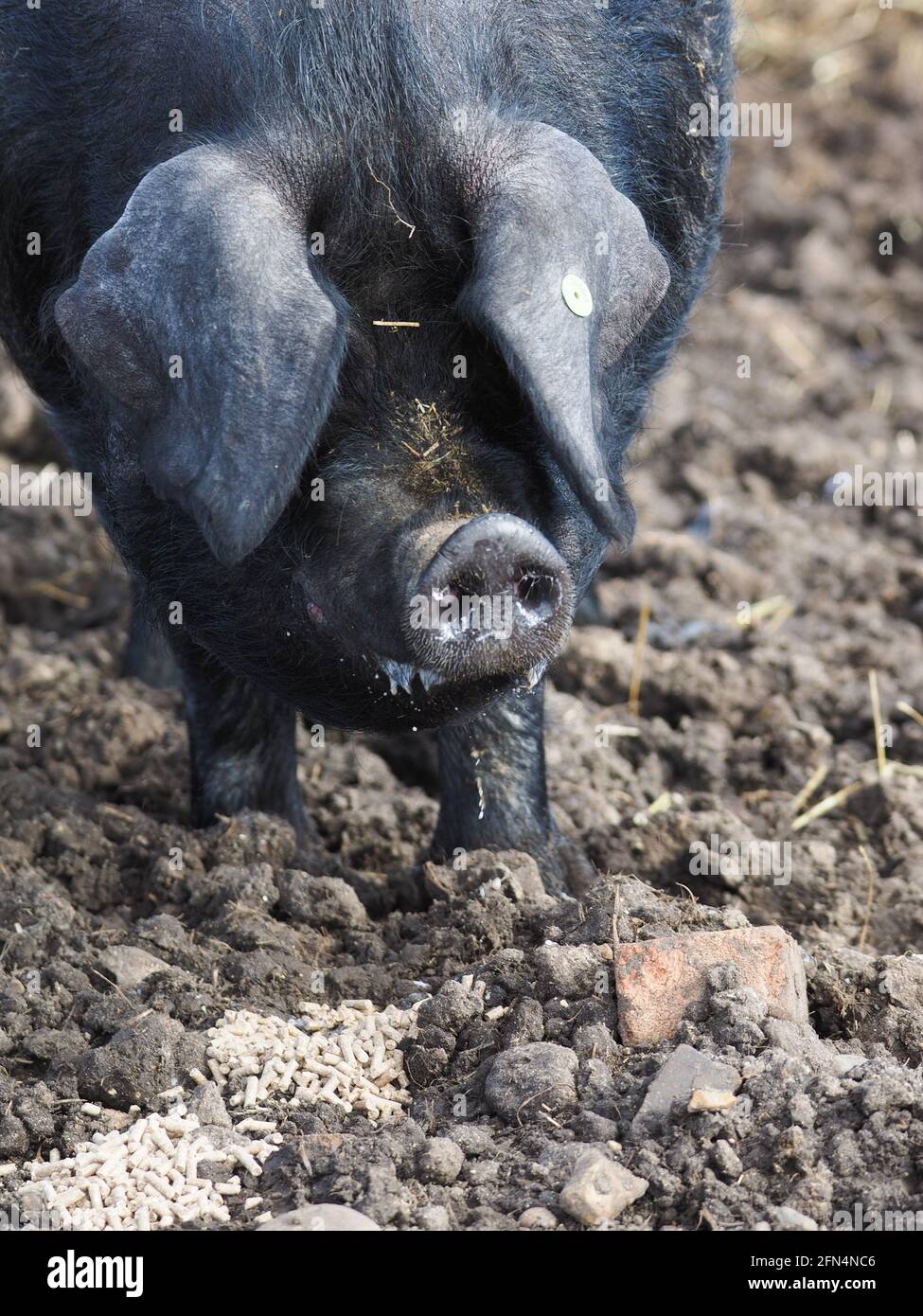 Rare breed pig hi-res stock photography and images - Alamy
