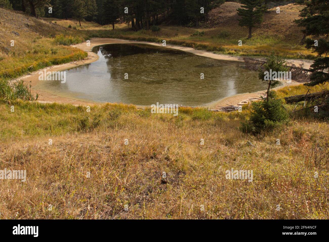Pond on Beaver Loop Trail at Mammoth Hot Springs in Yellowstone ...