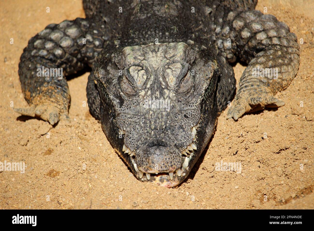 African dwarf croc hi-res stock photography and images - Alamy