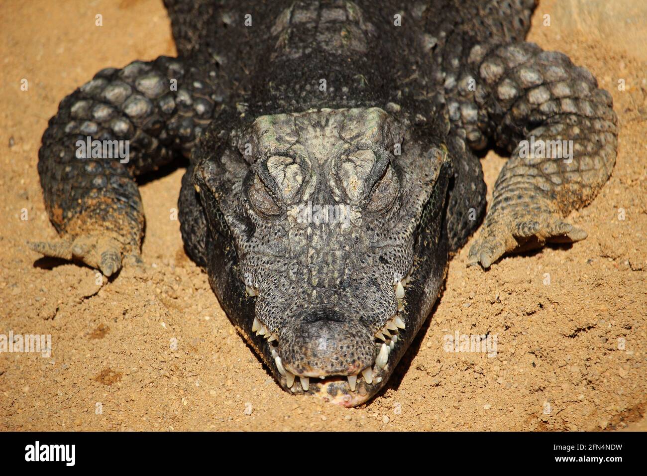 Dwarf crocodile (Osteolaemus tetraspis Stock Photo - Alamy