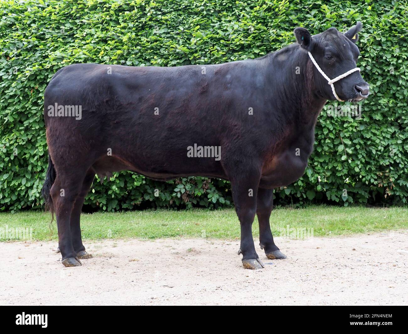 A rare breed bull stood up in a white halter Stock Photo - Alamy