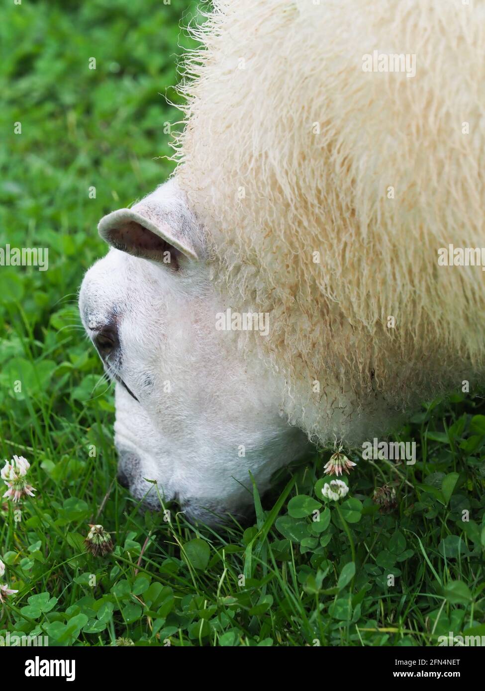 Sheep farming meat production hi-res stock photography and images - Alamy