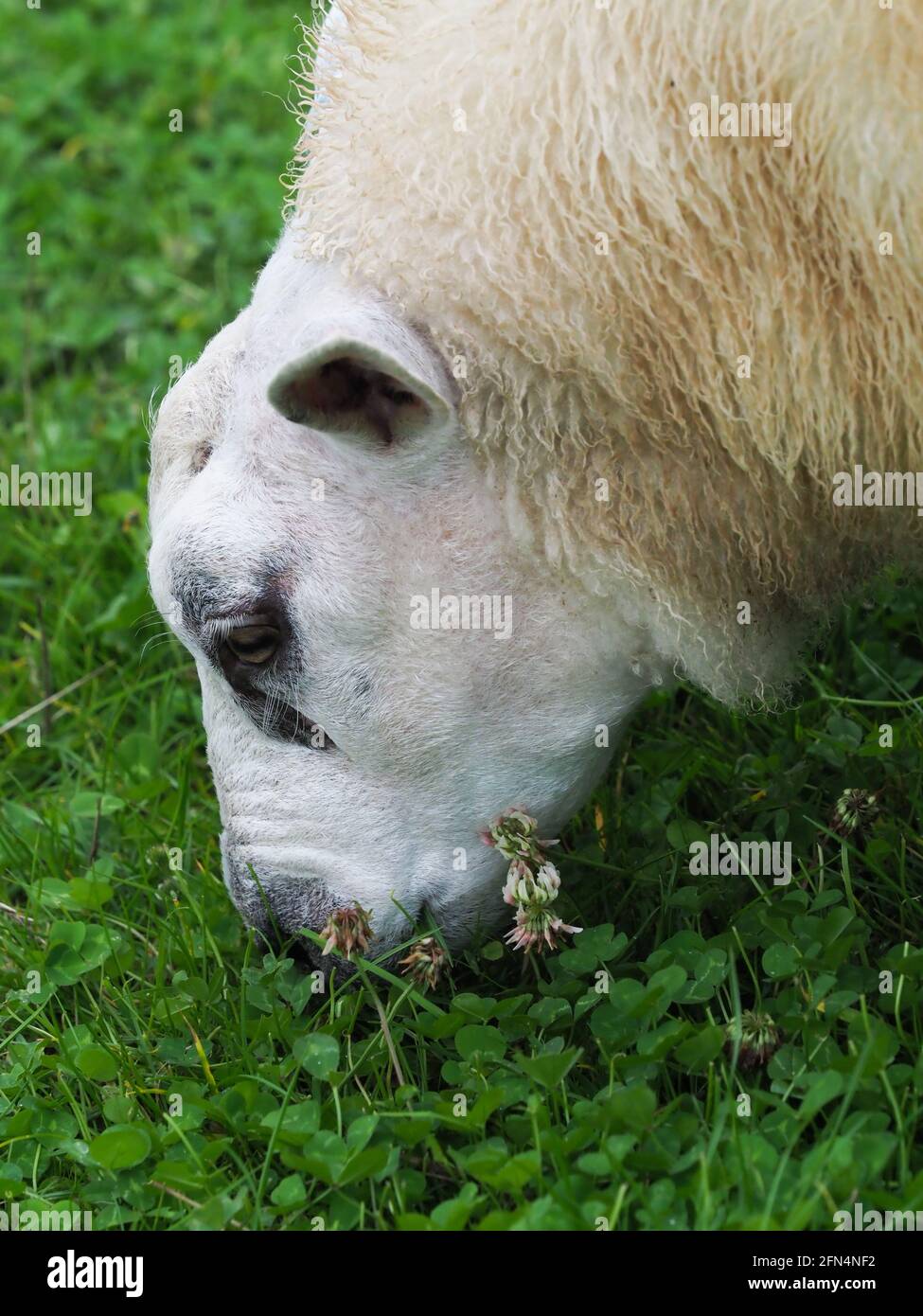Sheep farming meat production hi-res stock photography and images - Alamy