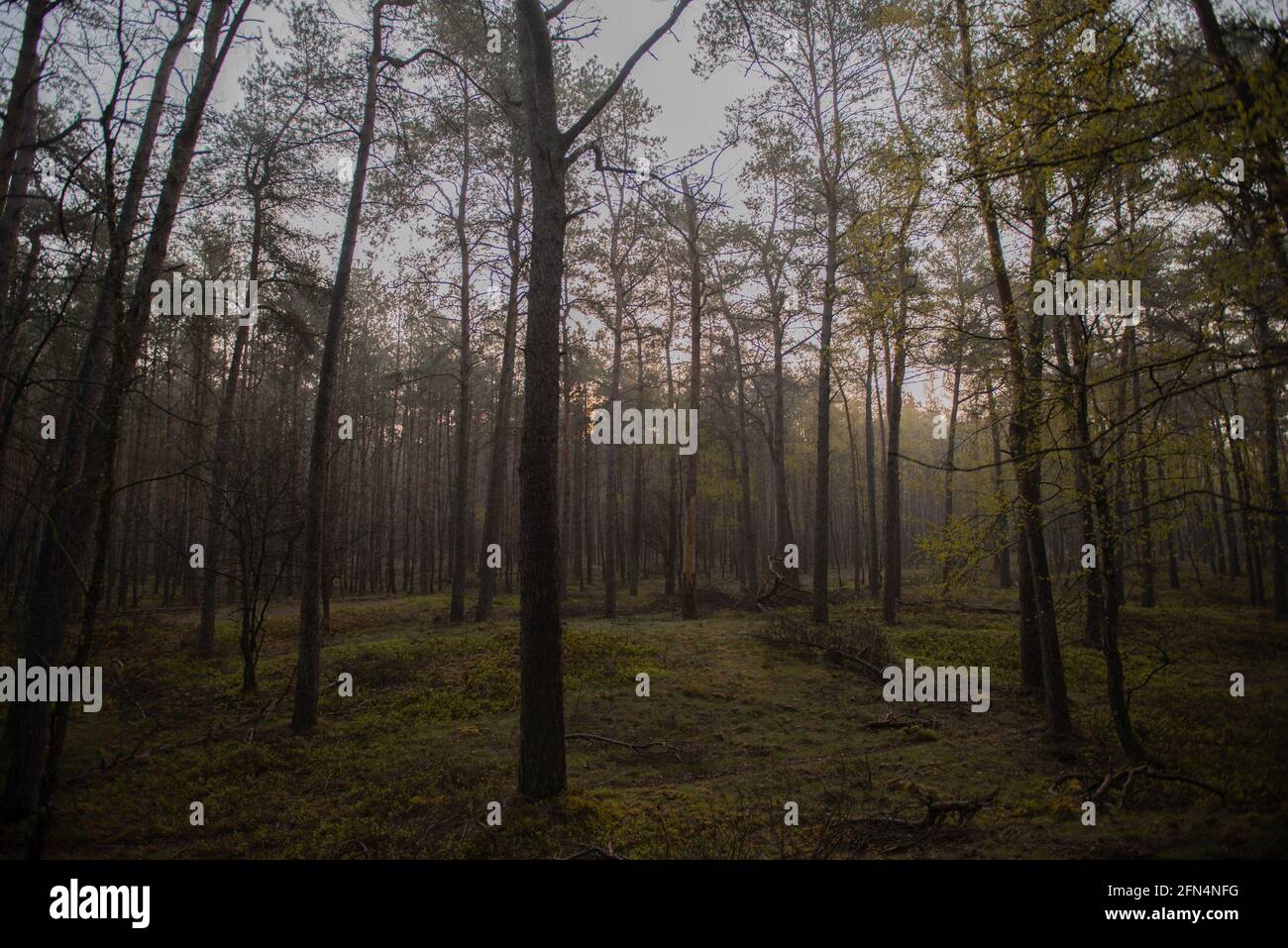 Beautiful shot forest thin hi-res stock photography and images - Alamy