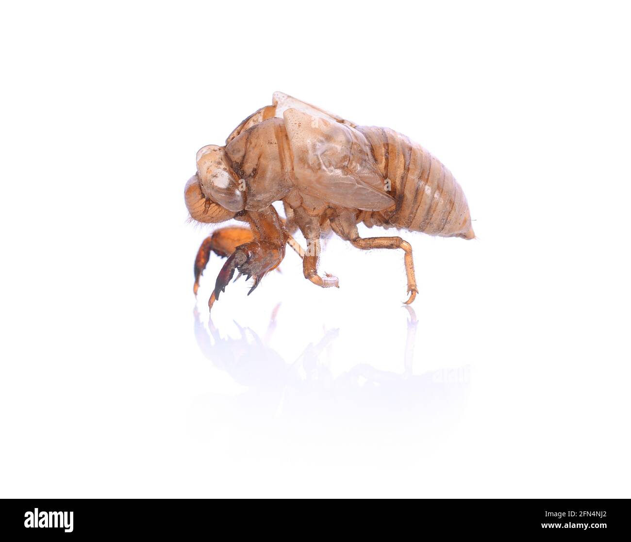Cicada bug close up Cut Out Stock Images & Pictures - Alamy