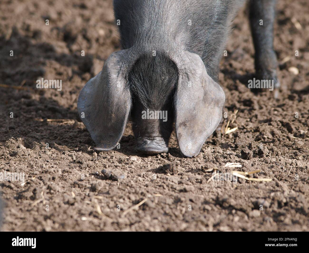 Suffolk Pig High Resolution Stock Photography and Images - Alamy