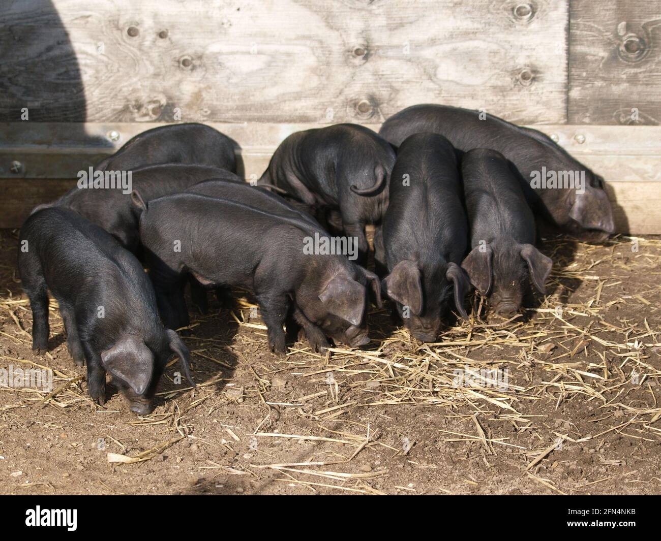 A litter of rare Suffolk Black pigs Stock Photo - Alamy