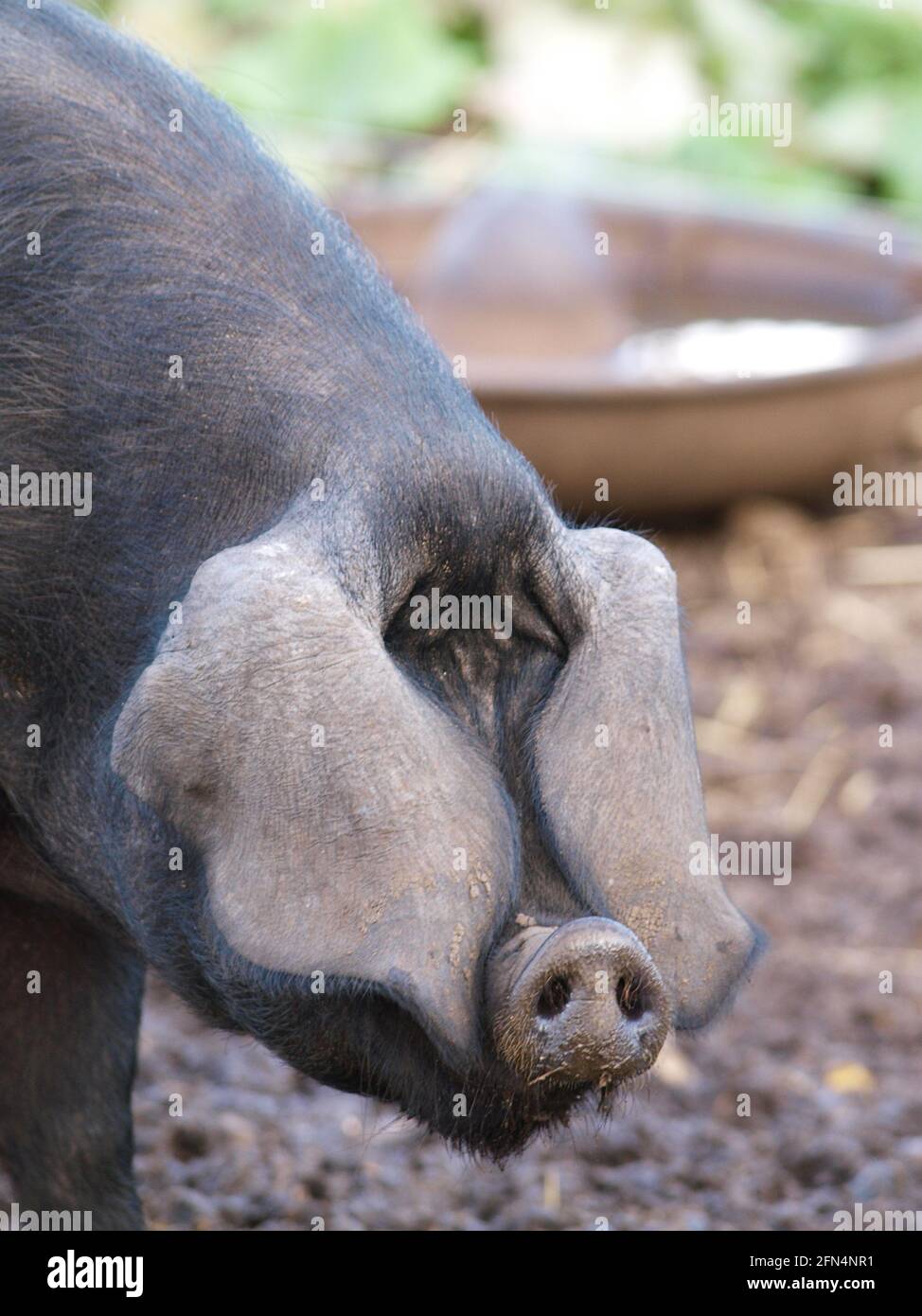 A head shot of a rare breed Suffolk Black pig Stock Photo - Alamy