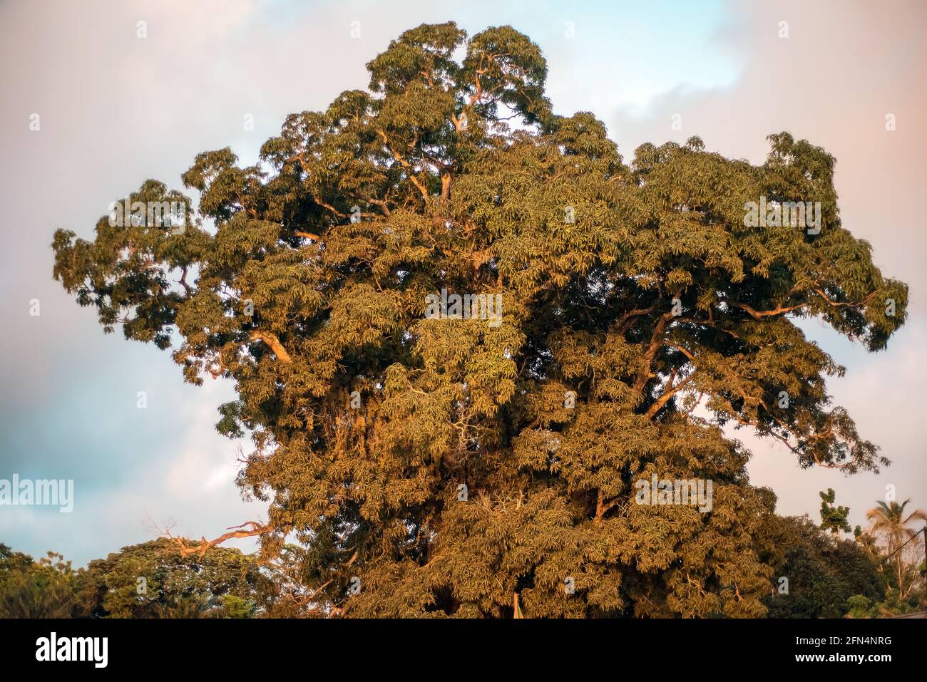 Cameroon landscape hi-res stock photography and images - Alamy