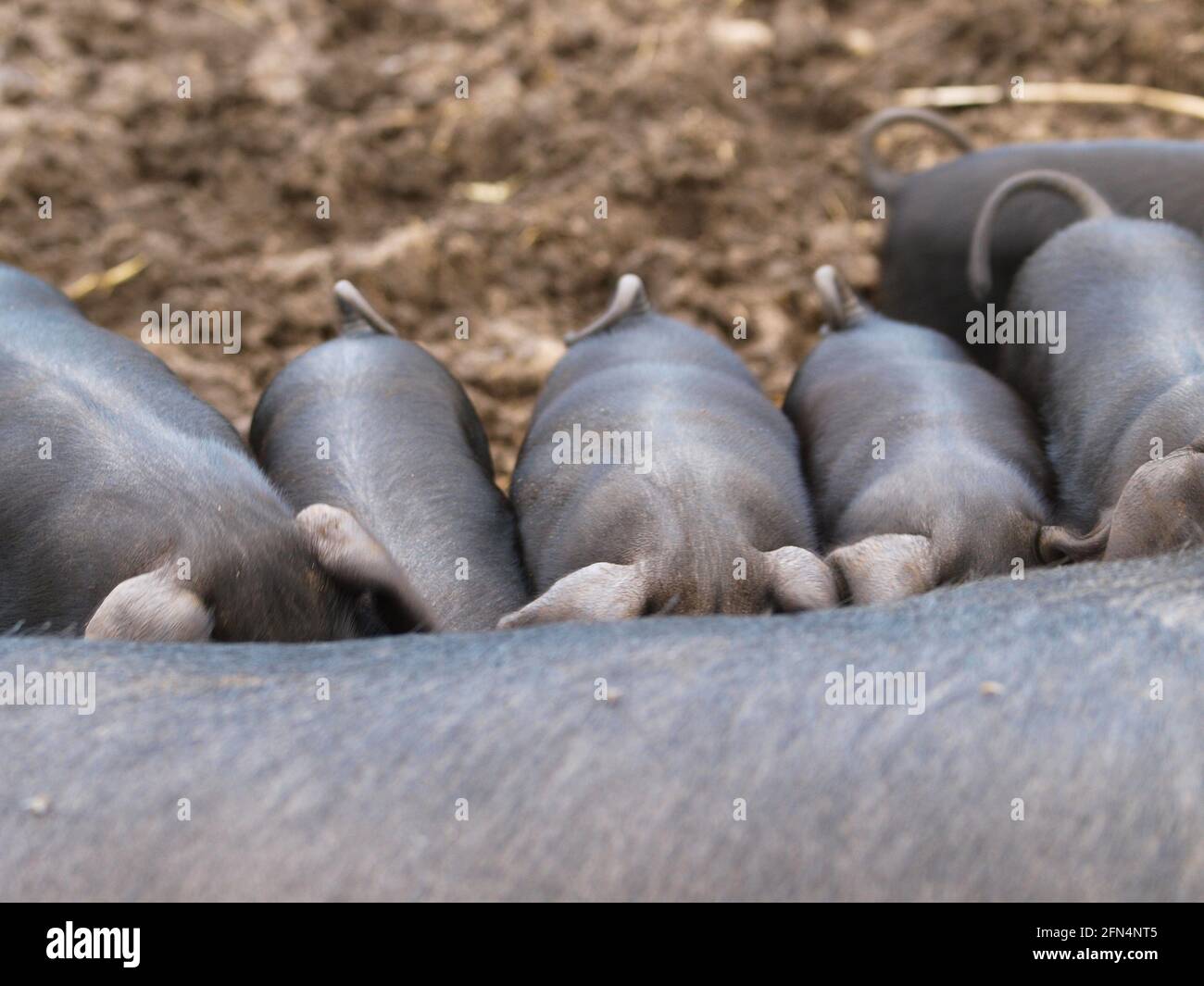 Suffolk Pigs High Resolution Stock Photography and Images - Alamy