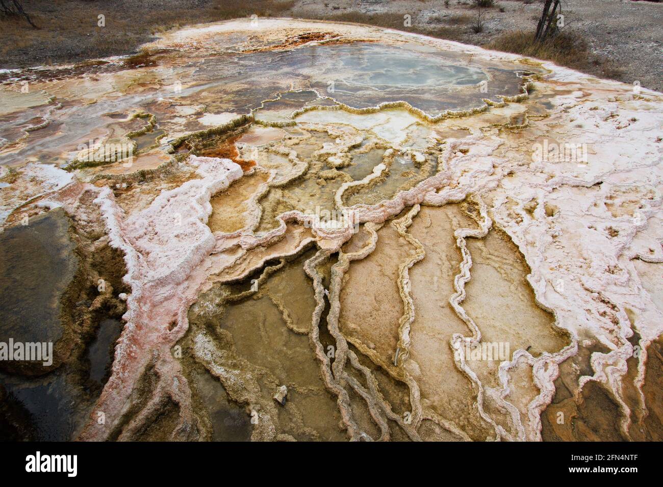 Lower Terraces at Mammoth Hot Springs in Yellowstone National Park in ...