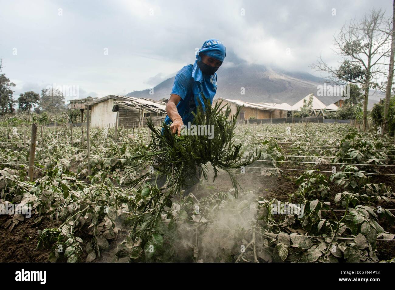 Volcanic Ash For Plants