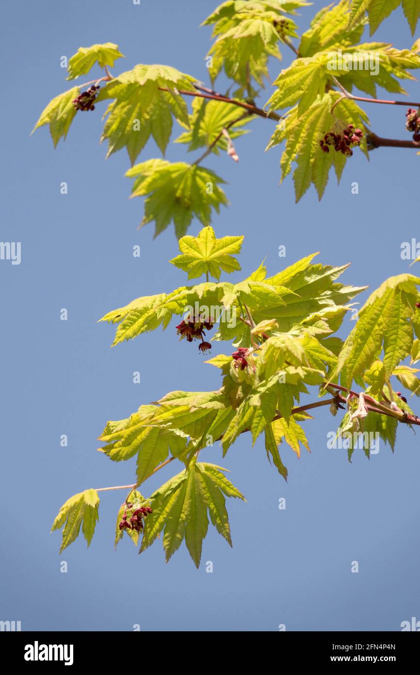 Acer japonicum Vitifolium spring leaves Full Moon Maple tree Stock ...