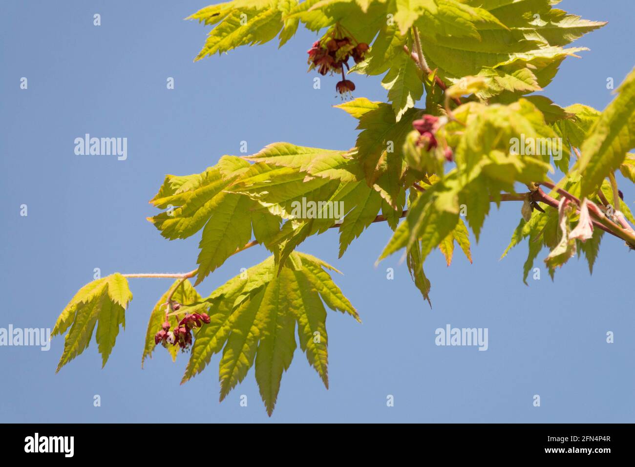 Acer japonicum Vitifolium spring leaves Stock Photo - Alamy