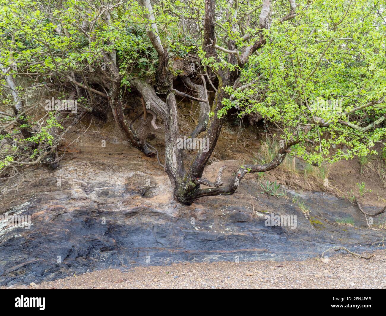 Roots growing into rock hi-res stock photography and images - Alamy