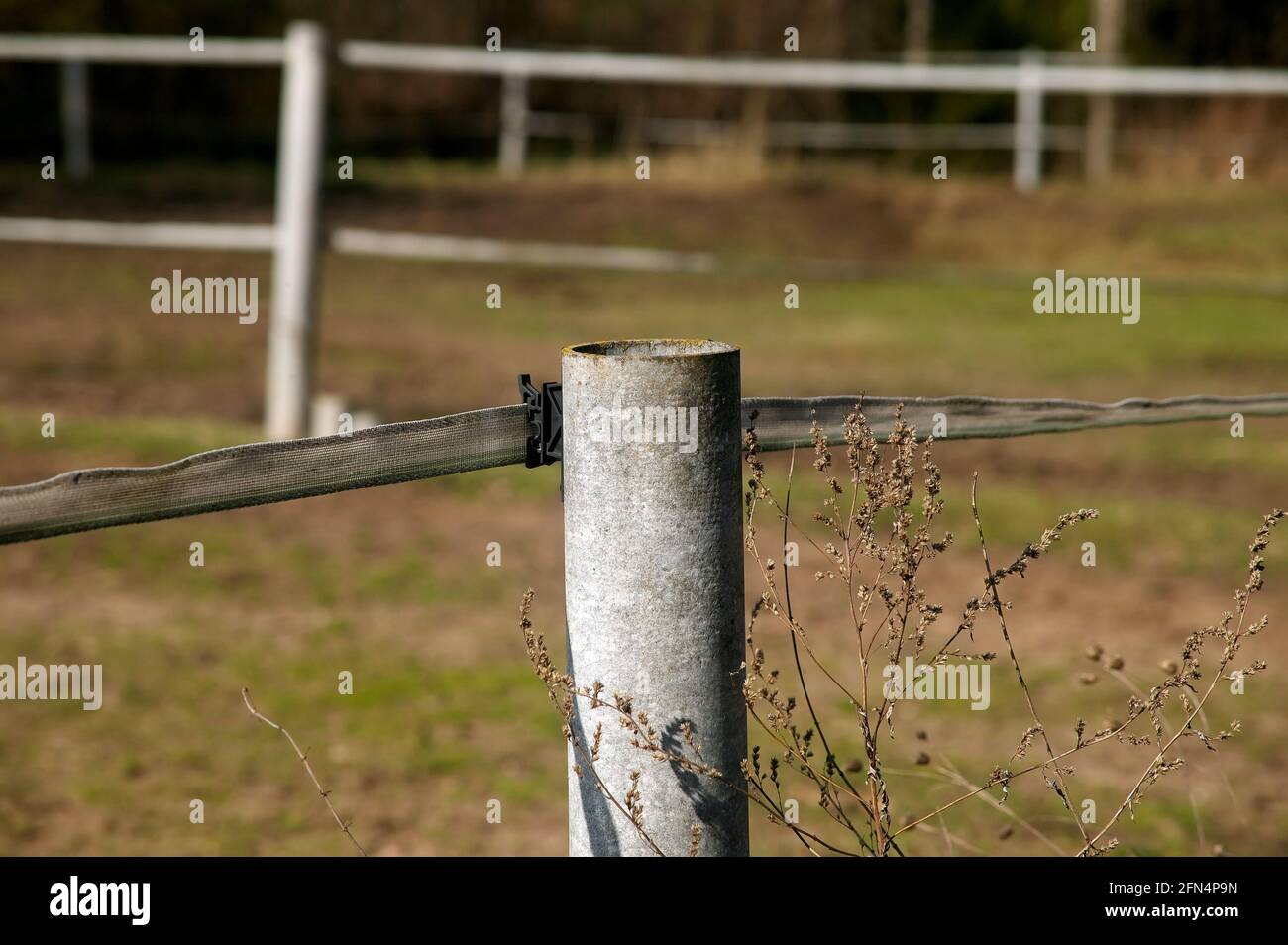 fence post with ribbon for horses, spring Stock Photo - Alamy