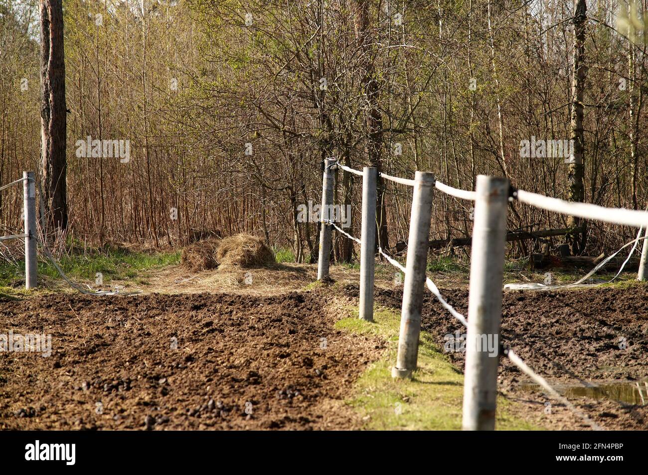 fence post with ribbon for horses, spring Stock Photo - Alamy