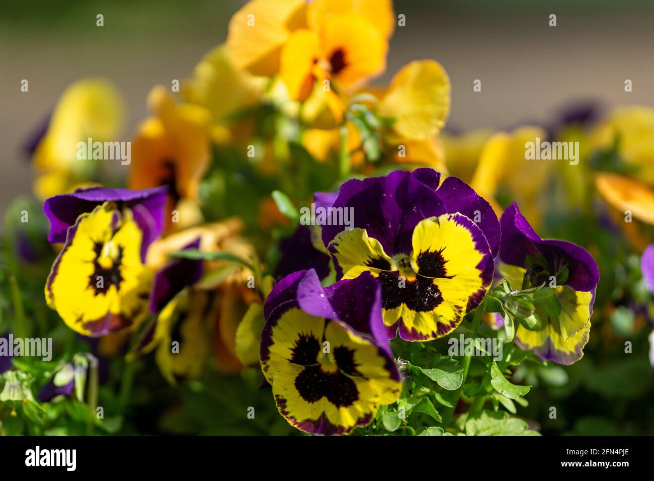 Beautiful pansy flowers in a garden Stock Photo - Alamy