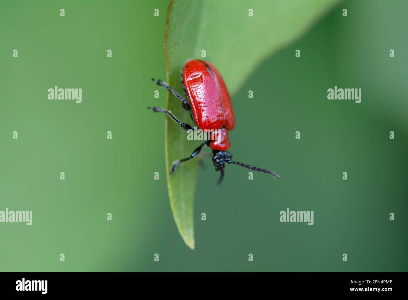 Lilioceris lilii lily beetle hi-res stock photography and images - Alamy