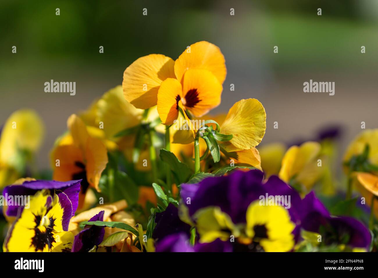Beautiful pansy flowers in a garden Stock Photo - Alamy