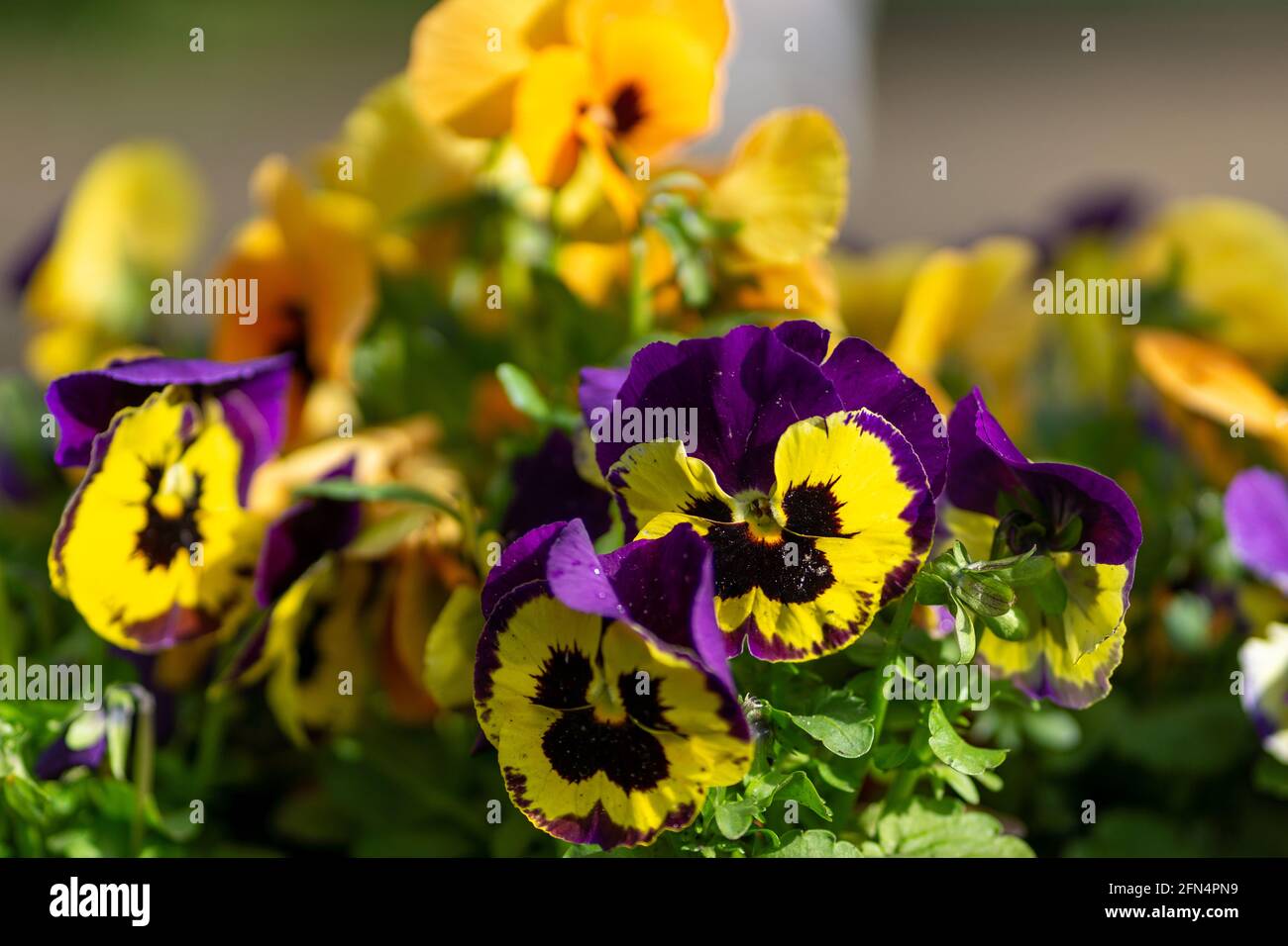 Beautiful pansy flowers in a garden Stock Photo - Alamy