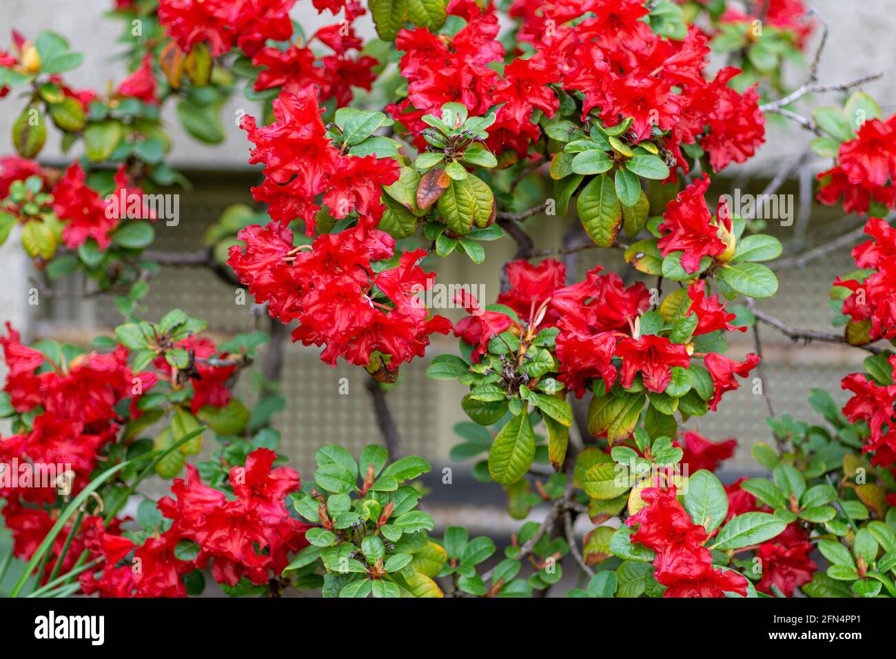 Blooming red rhododendron flowers in a garden Stock Photo - Alamy