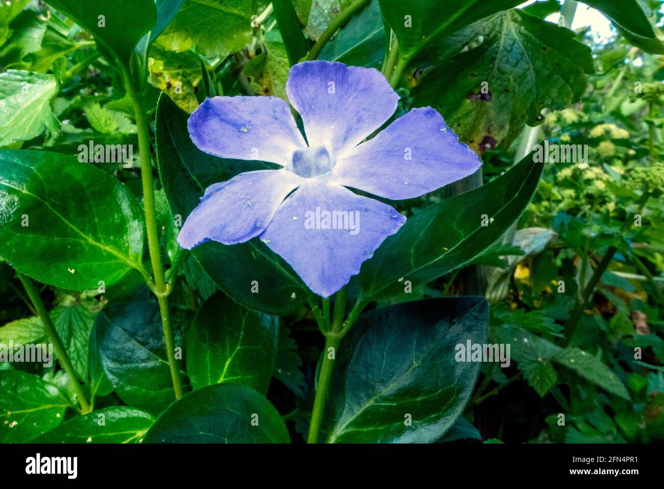 Cooling, May 12th 2021: A tiny flower at Cliffe Pools RSPB site at ...