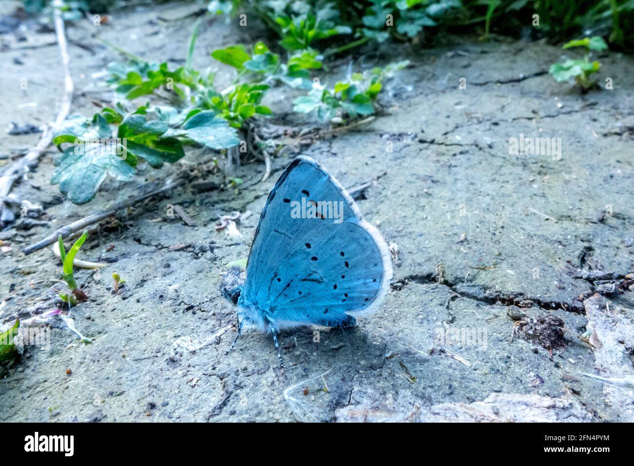 Cooling, May 12th 2021: A Holly Blue butterfly at Cliffe Pools RSPB ...