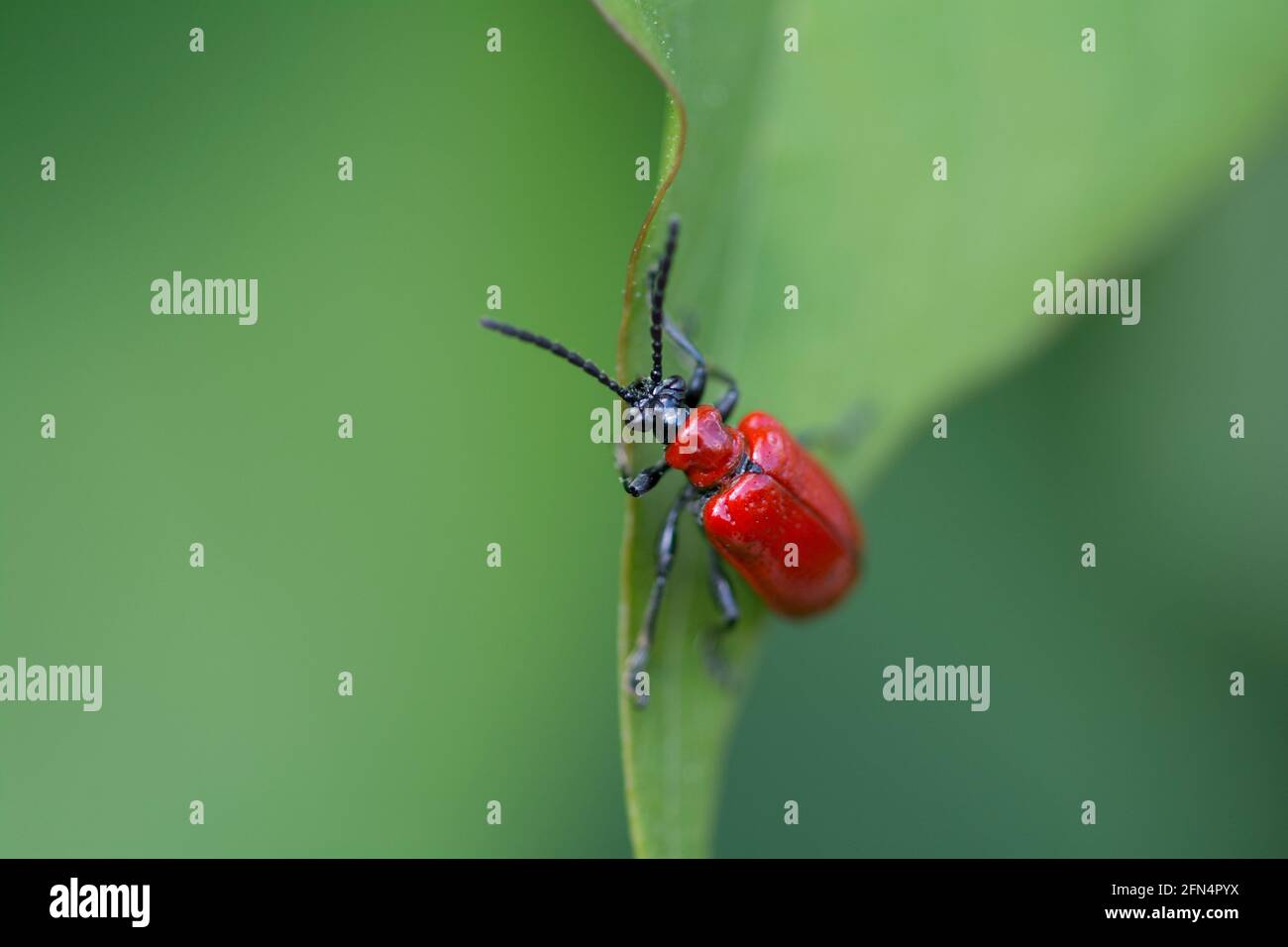Lilioceris lilii lily beetle hi-res stock photography and images - Alamy