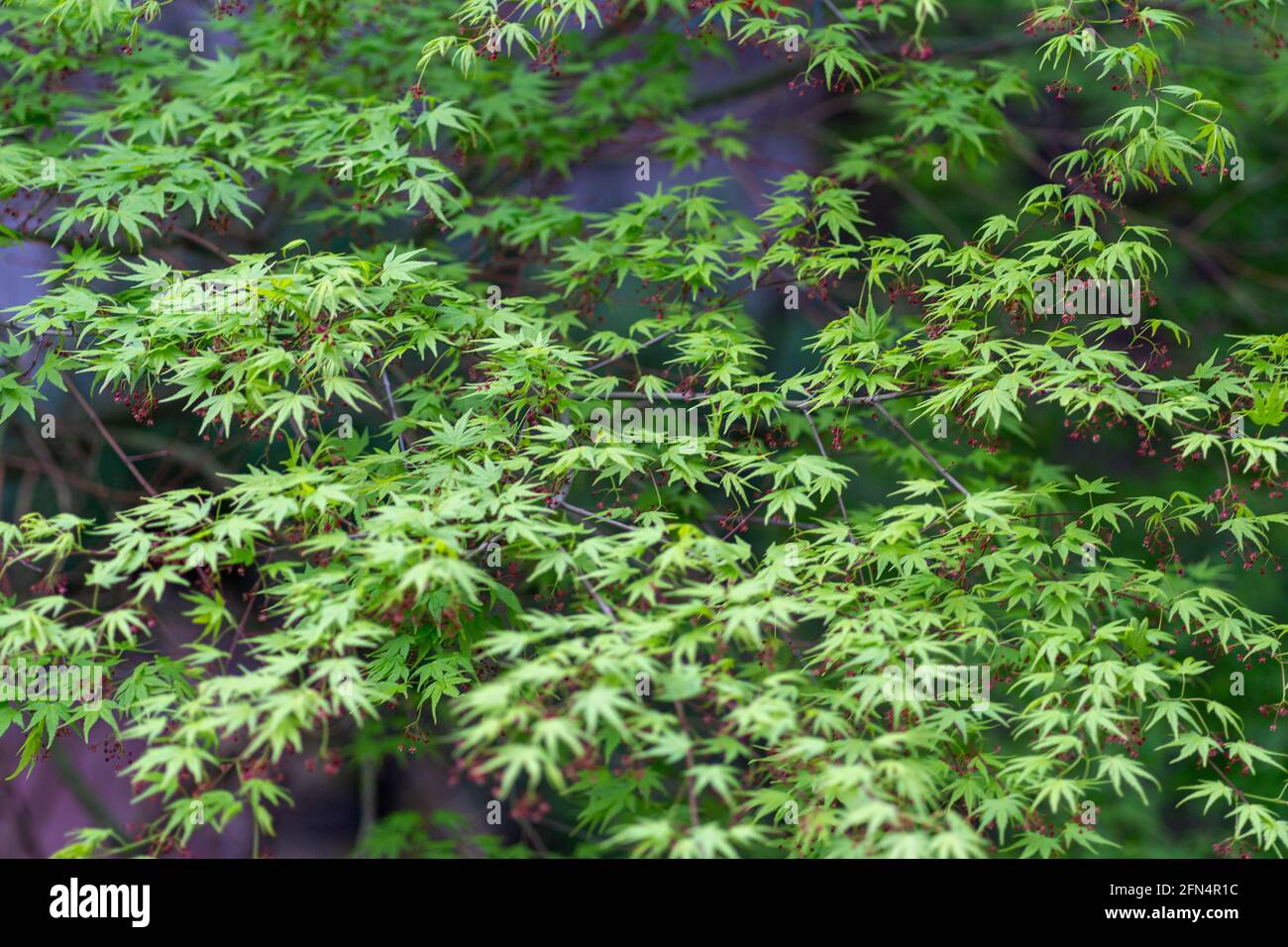 Closeup of blooming Japanese Maple tree leaves Stock Photo - Alamy