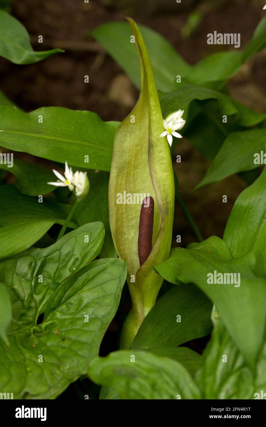 Spadix High Resolution Stock Photography and Images - Alamy