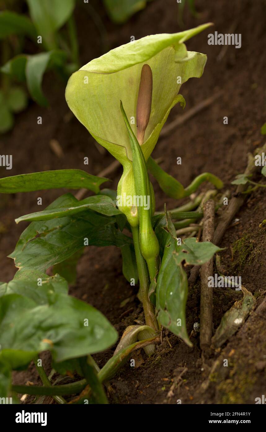 The distinctive spadix and spathe structure of the Lords and Ladies, a ...