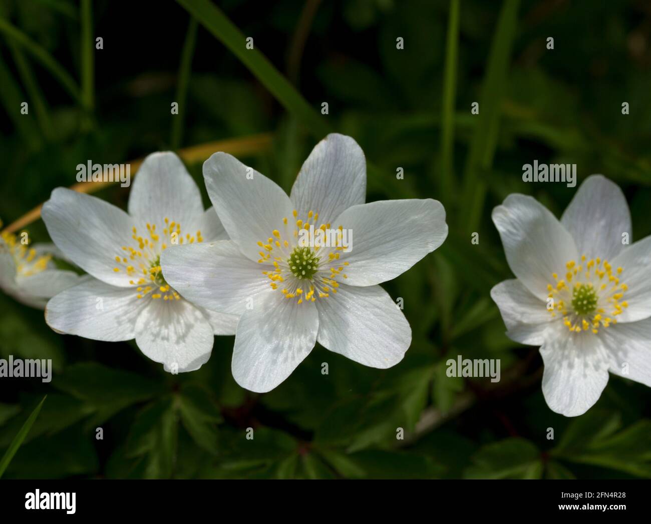 The Wood Anemone is a delicate spring flower that will carpet the floor ...