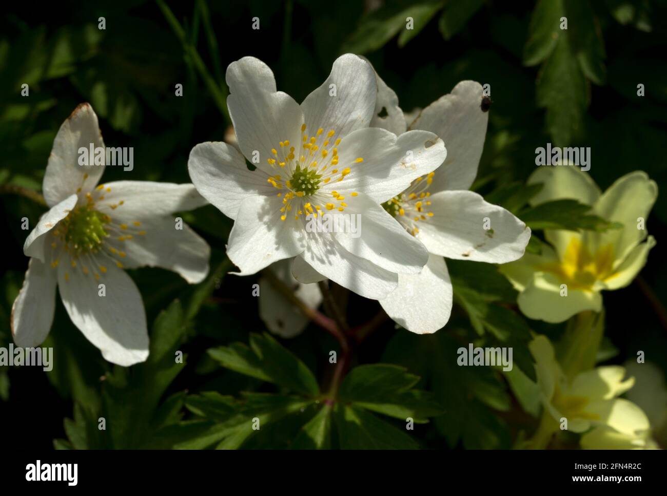 The Wood Anemone is a delicate spring flower that will carpet the floor ...