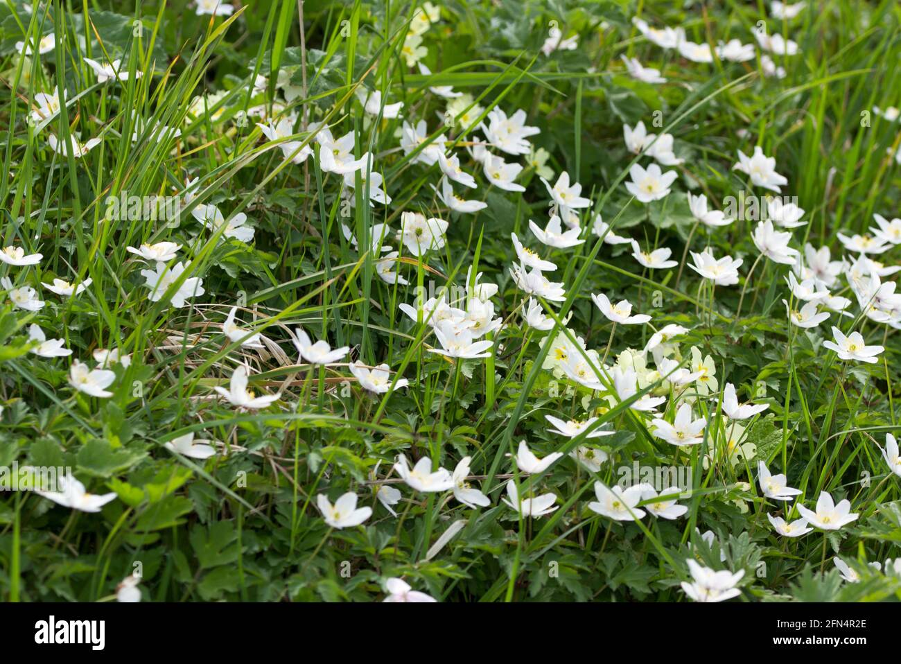 The Wood Anemone is a delicate spring flower that will carpet the floor ...